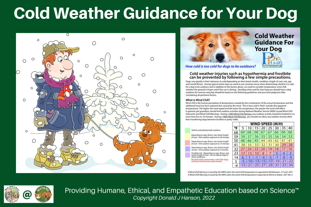 Shared Blog Post – Cold Weather Guidance for Your Dog - Force Free Pets
