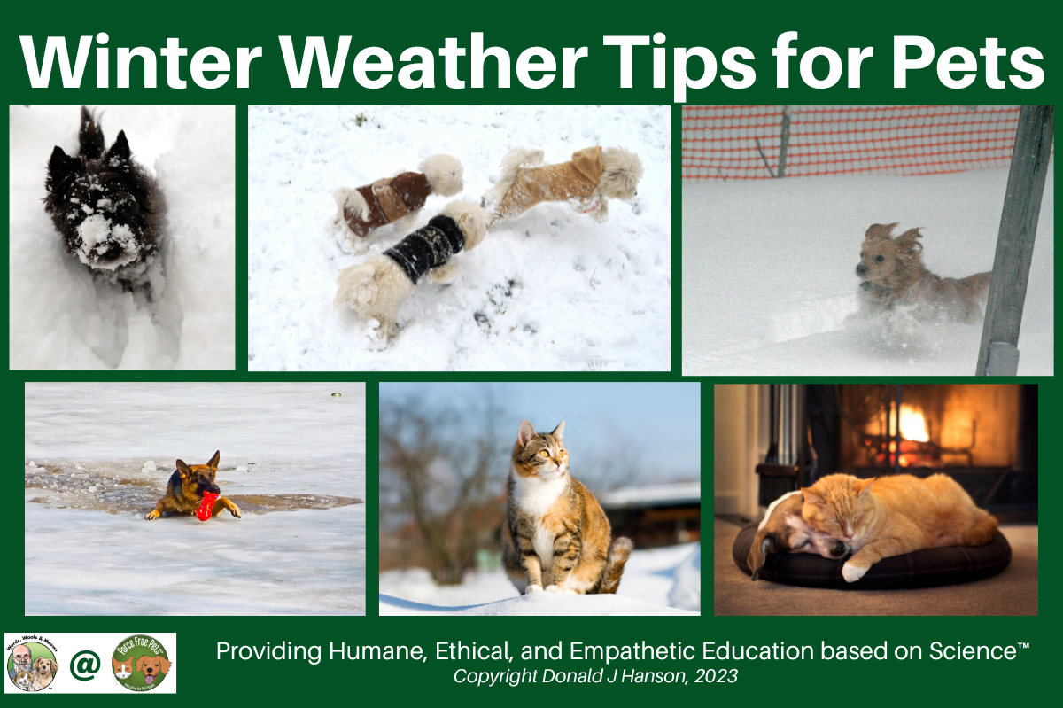 Winter Weather Tips for Pets - Force Free Pets