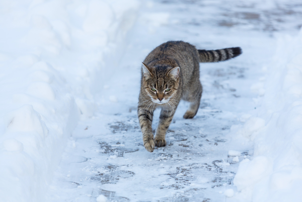 Winter Weather Tips for Pets - Force Free Pets