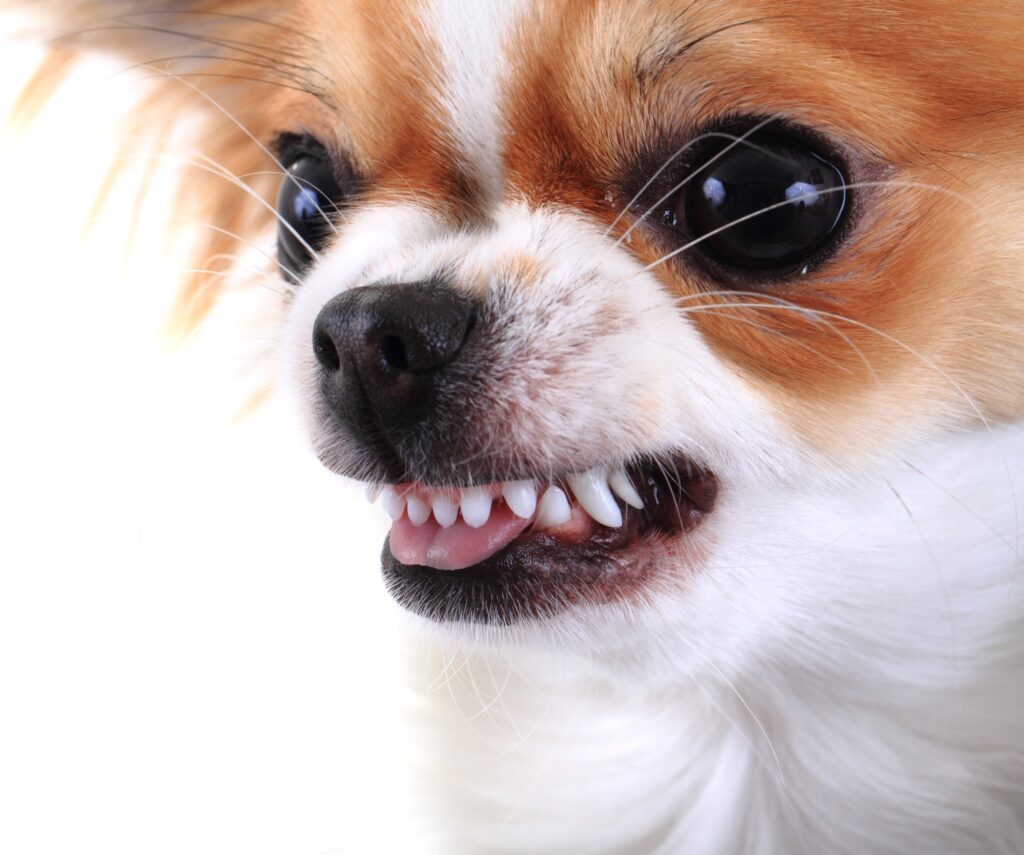 Managing An Aggressive, Fearful, or Reactive Dog - Force Free Pets