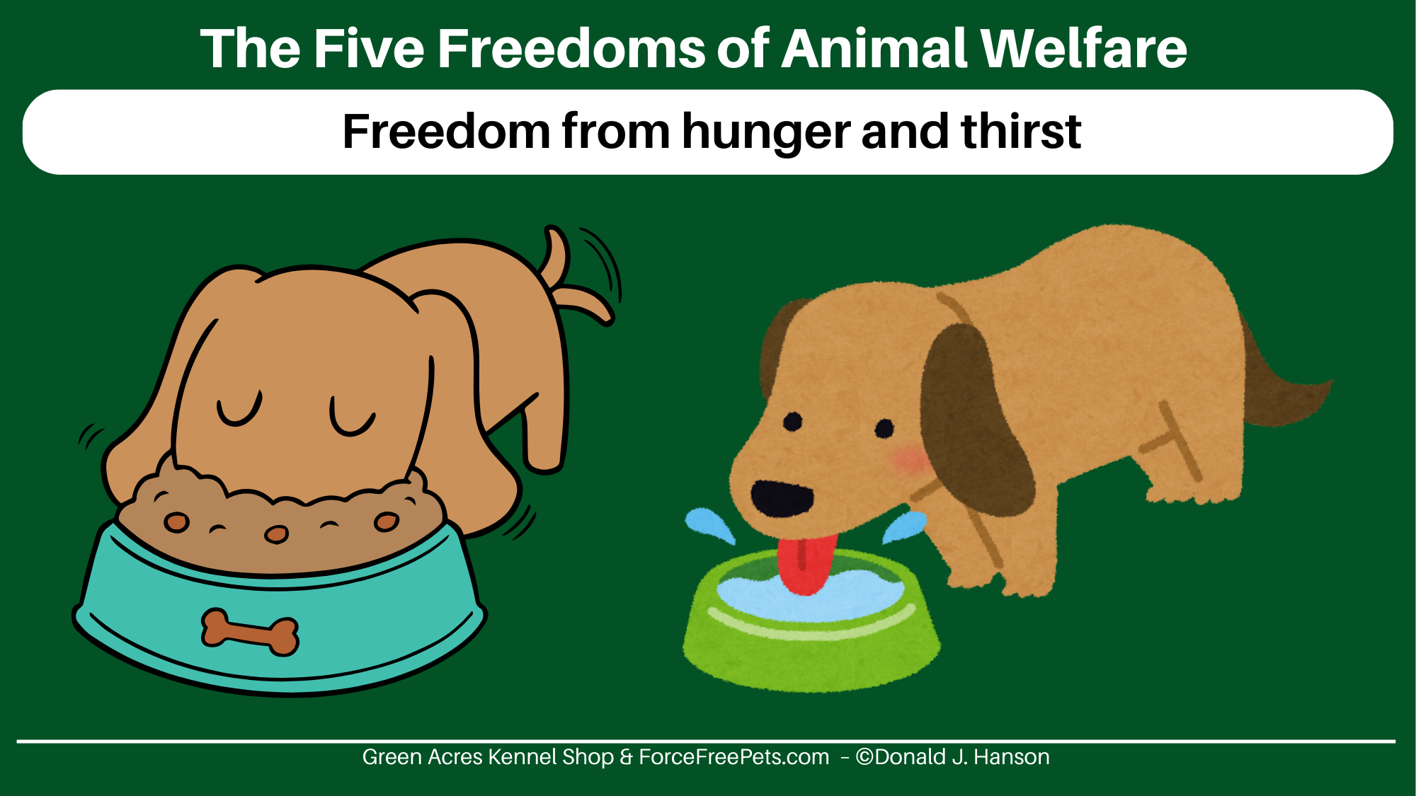 Helping Your Dog Thrive–Brambell’s Five Freedoms - Force Free Pets