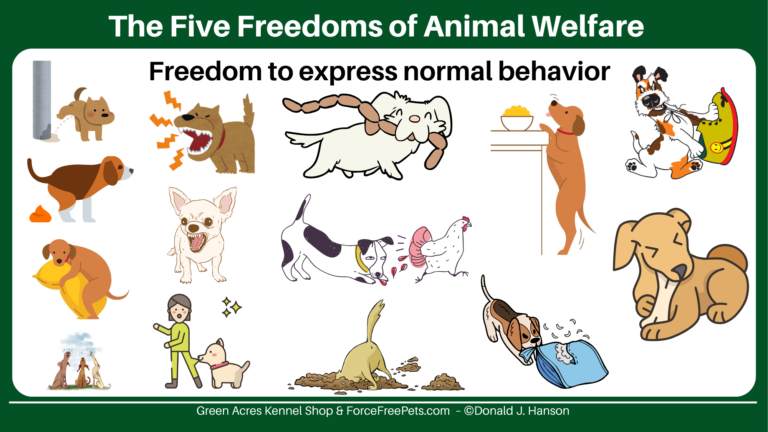 Helping Your Dog Thrive–Brambell’s Five Freedoms - Force Free Pets