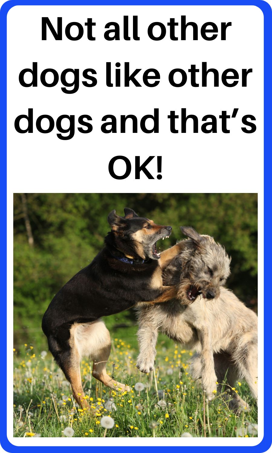 Helping Your Dog Thrive–Brambell’s Five Freedoms - Force Free Pets