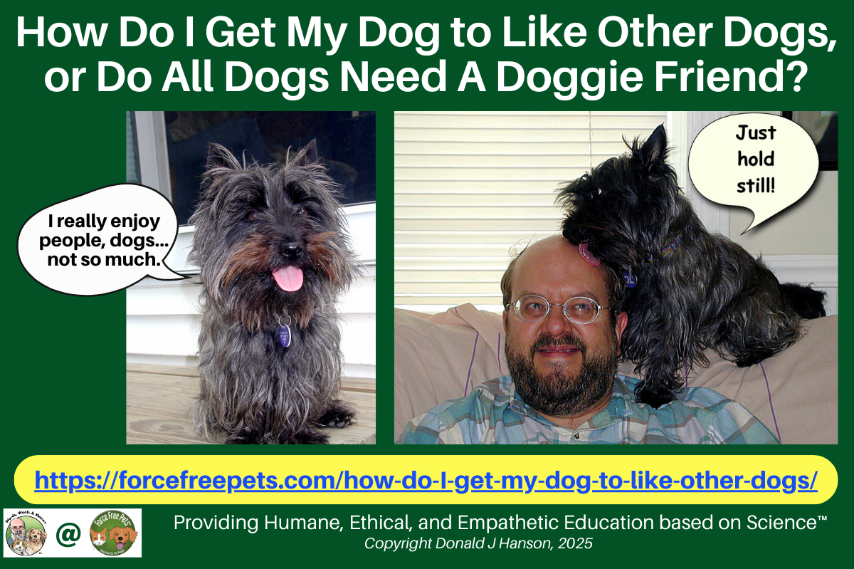 How Do I Get My Dog to Like Other Dogs, or Do All Dogs Need A Doggie ...